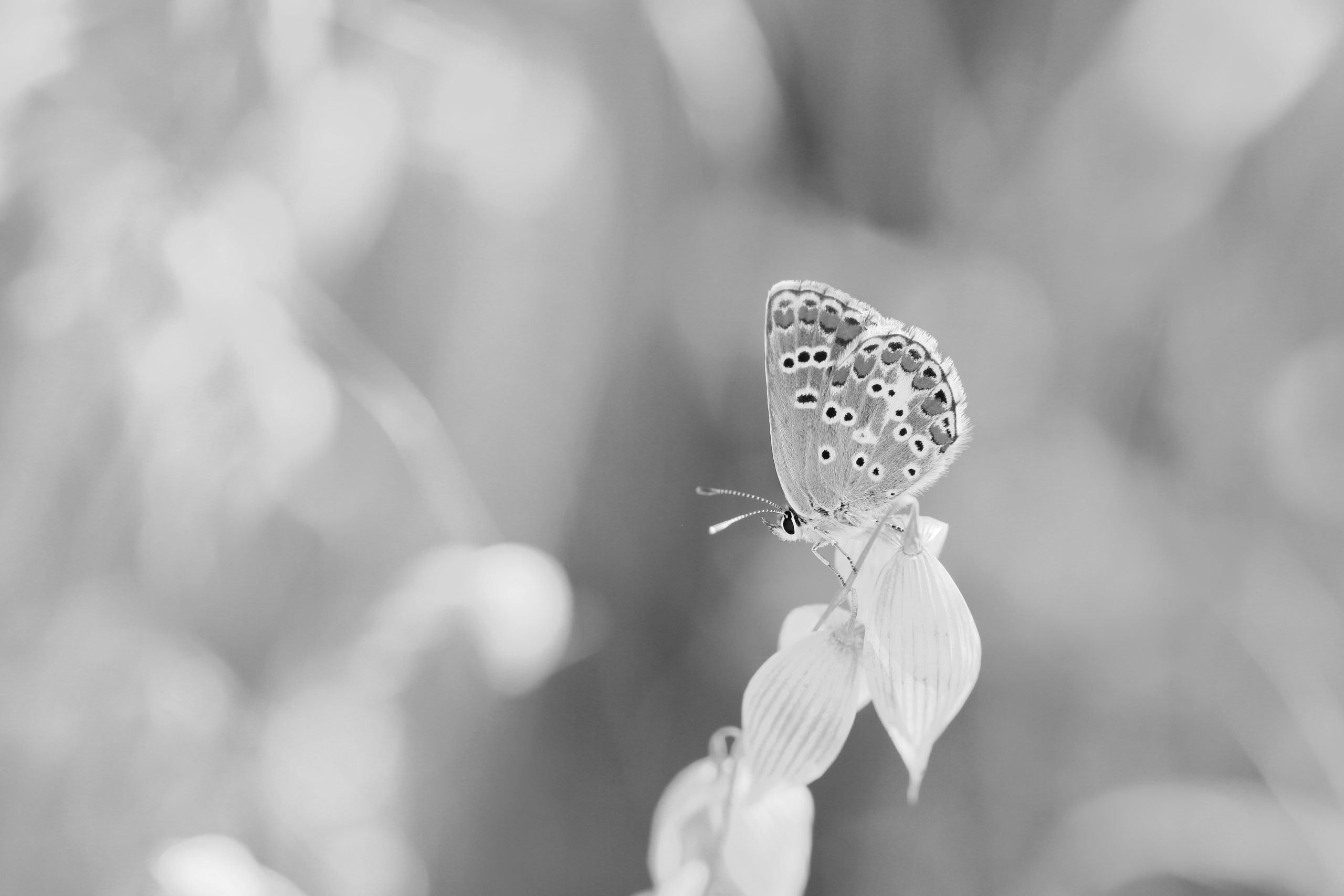 Innovo Recognized Among Largest Employee-Benefits Firms in MA